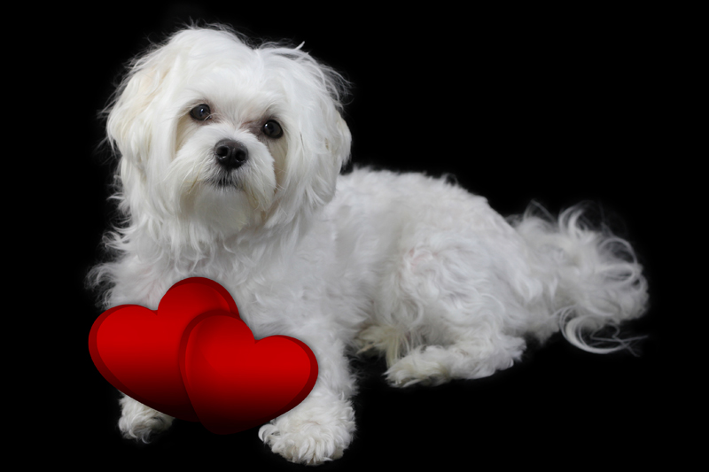 Maltese Portrait with love sign - PHOTOBER - Free Photos Free Images ...