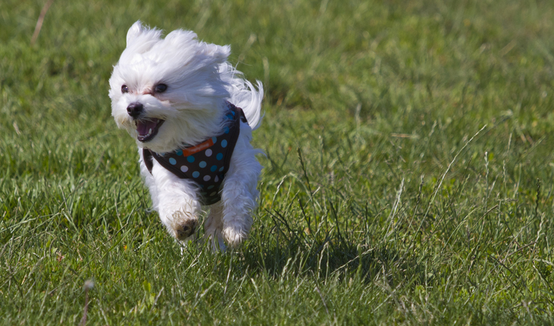 Maltese Dog Running - PHOTOBER - Free Photos Free Images for all