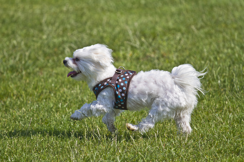 Maltese Dog Running - PHOTOBER - Free Photos Free Images for all
