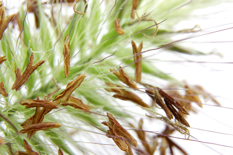 Grass Tip Closeup - PHOTOBER - Free Photos Free Images for all