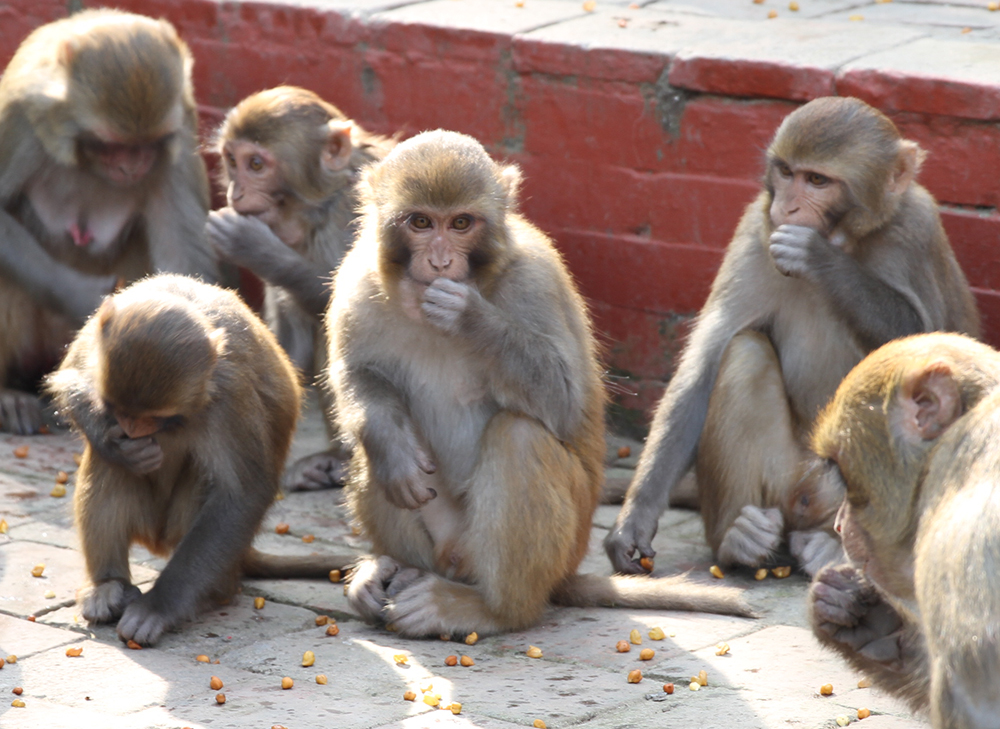 Monkey eating food in wild area - PHOTOBER - Free Photos Free Images ...