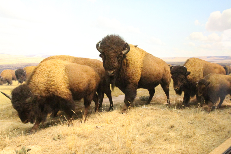 American bison - PHOTOBER - Free Photos Free Images for all