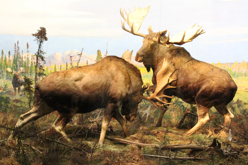 Moose - PHOTOBER - Free Photos Free Images for all