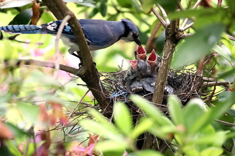 A mother Blue Jay feeding her hungry babies - PHOTOBER - Free Photos ...